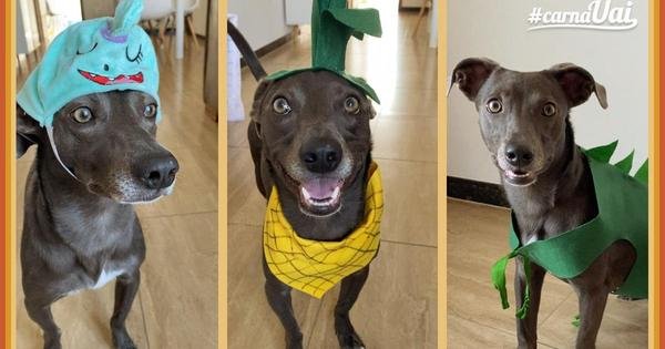 Dicas de fantasias de carnaval para pets lindas e práticas - CarnaUai